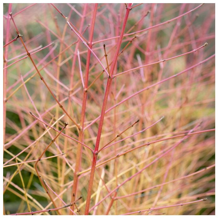 Cornus sanguinea 'Midwinter Fire' - Kornoelje Midwinter Fire kopen ...