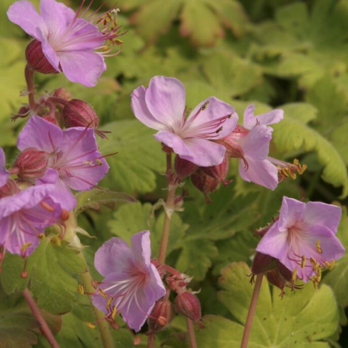 Geranium macrorrhizum 'Ingwersen Variety' - Ooievaarsbek 'Ingwersen ...