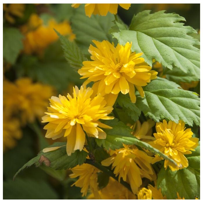 Kerria japonica 'Pleniflora' - Ranonkelstruik Pleniflora kopen? | Het ...