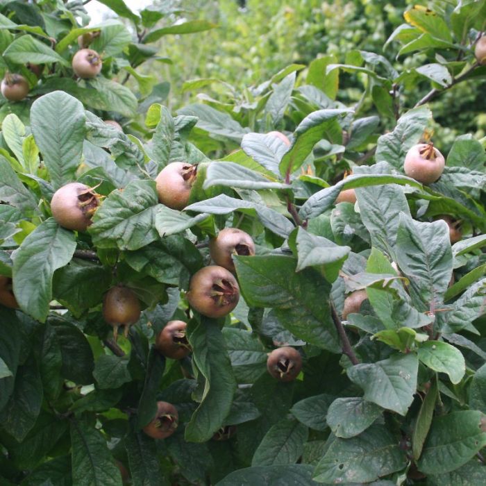 Mespilus Germanica Wilde Mispel Kopen Het Groene Paradijs Mespilus Germanica Wilde Mispel Kopen Het Groene Paradijs