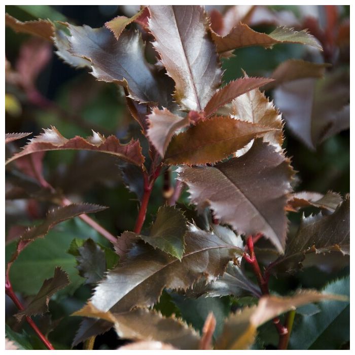 Photinia 'Magical Vulcano' | Het Groene Paradijs