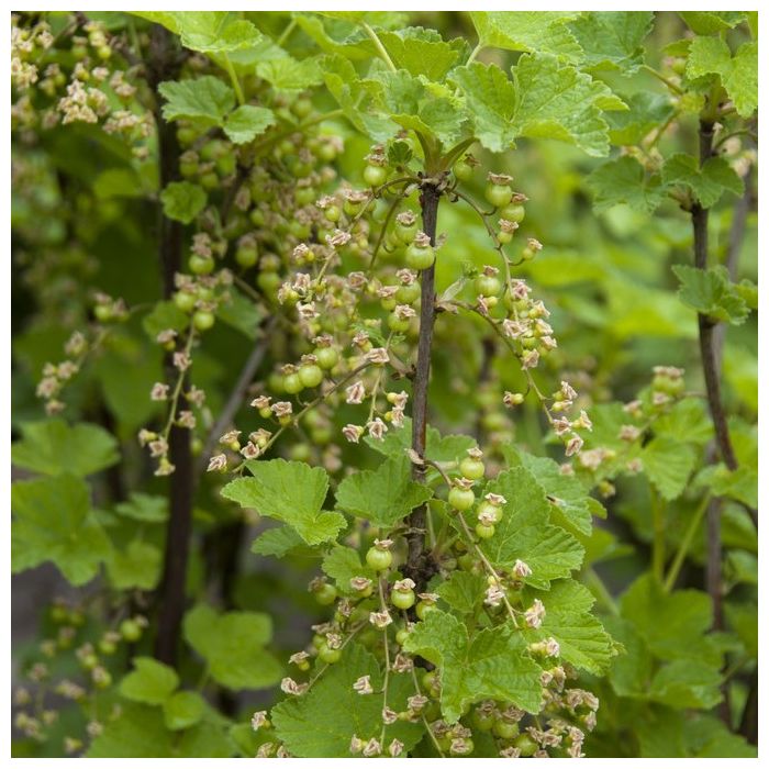 Ribes rubrum 'Jonkheer Van Tets' ofwel Rode Bes Jonkheer Van Tets kopen ...