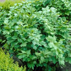 Maggiplant, maggiplant kopen, maggiplant bestellen | Het Groene Paradijs