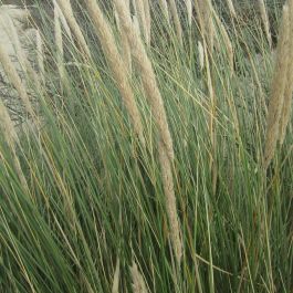 Ammophila arenaria - Helmgras kopen? | Het Groene Paradijs