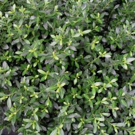 Ilex crenata 'Green Hedge' - Japanse Hulst | Het Groene Paradijs