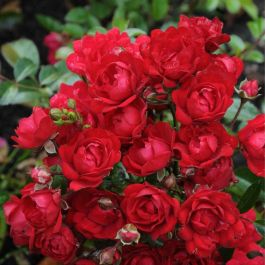Rosa the Fairy 'Red' - Trosroos - Laagste Prijs | Het Groene Paradijs
