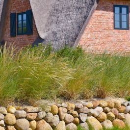 Ammophila arenaria - Helmgras kopen? | Het Groene Paradijs