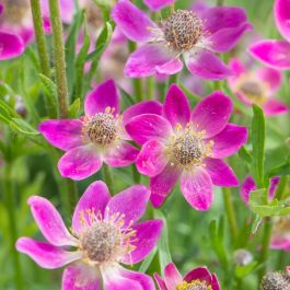 Anemone 'Annabella Deep Rose', Anemoon 'Annabella Deep Rose' kopen ...