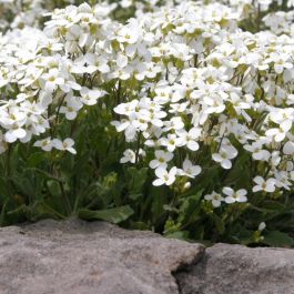 Arabis caucasica 'Snowcap', Witte Rijstebrij kopen | Het Groene Paradijs