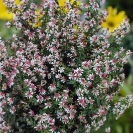 Aster lateriflorus 'Prince' - Herfstaster Aster lateriflorus 'Prince ...