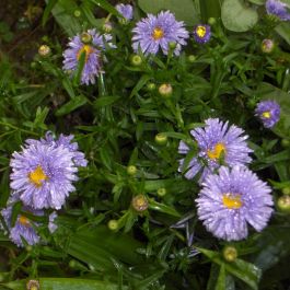 Aster 'Marie Ballard', Herfstaster 'Marie Ballard' kopen | Het Groene ...