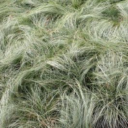 Carex comans 'Amazon Mist' - Zegge kopen? | Het Groene Paradijs