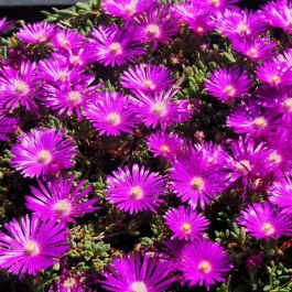 Delosperma cooperi Table Mountain ofwel IJsbloem kopen? | Het Groene ...