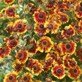 Helenium ‘Biedermeier’ kopen | Zonnekruid vaste plant | Het Groene Paradijs