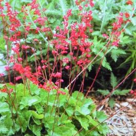Heuchera sanguinea 'Splendens' - Purperklokje kopen? | Het Groene Paradijs