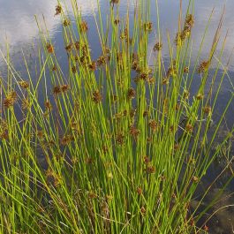 Juncus effusus - Pitrus kopen? | Het Groene Paradijs