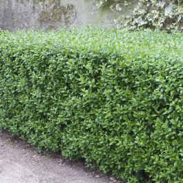 Ligustrum vulgare - Ligusterhaag kopen? | Het Groene Paradijs