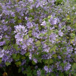 Malva sylvestris Primley Blue - Muskuskaasjeskruid kopen? | Het Groene ...