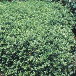 Pyracantha 'Red Cushion' - Vuurdoorn kopen? | Het Groene Paradijs