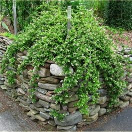 Kransspirea wit -Stephanandra incisa 'Crispa' kopen? | Het Groene Paradijs