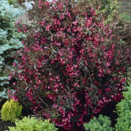 Weigela florida Alexandra - Weigelia Alexandra kopen? | Het Groene Paradijs