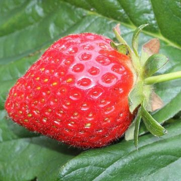 Online planten kopen, tuinplanten online - Voordelig en ruim aanbod ...