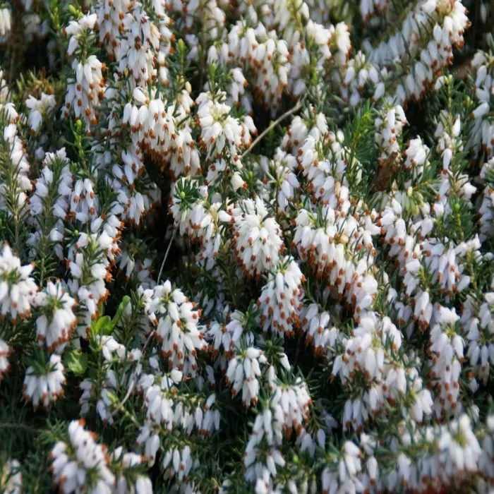 Erica carnea 'Snow Queen' - Witte Winterheide kopen? | Het Groene Paradijs