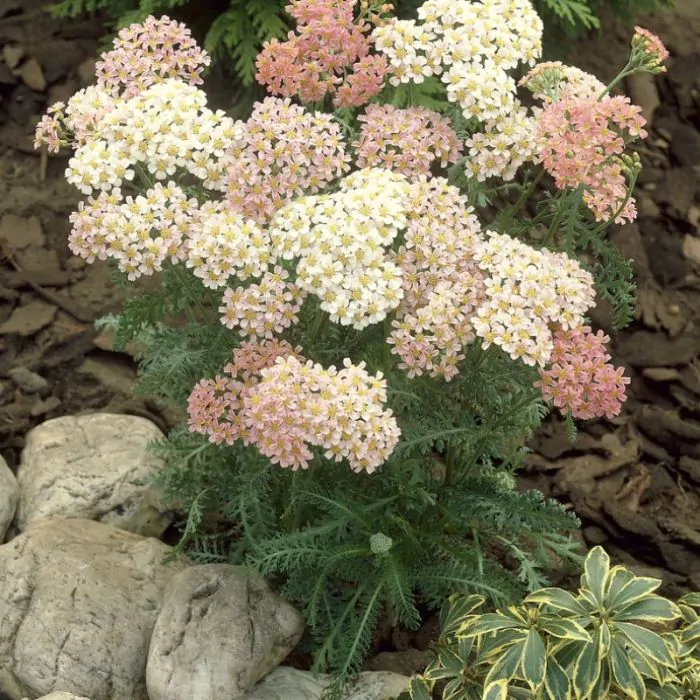 Achillea millefolium 'Lachsschönheit' - Duizendblad kopen? | Het Groene ...