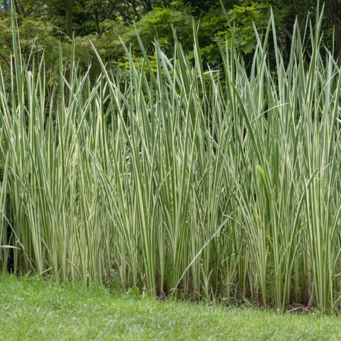 Acorus calamus - Kalmoes kopen? | Het Groene Paradijs