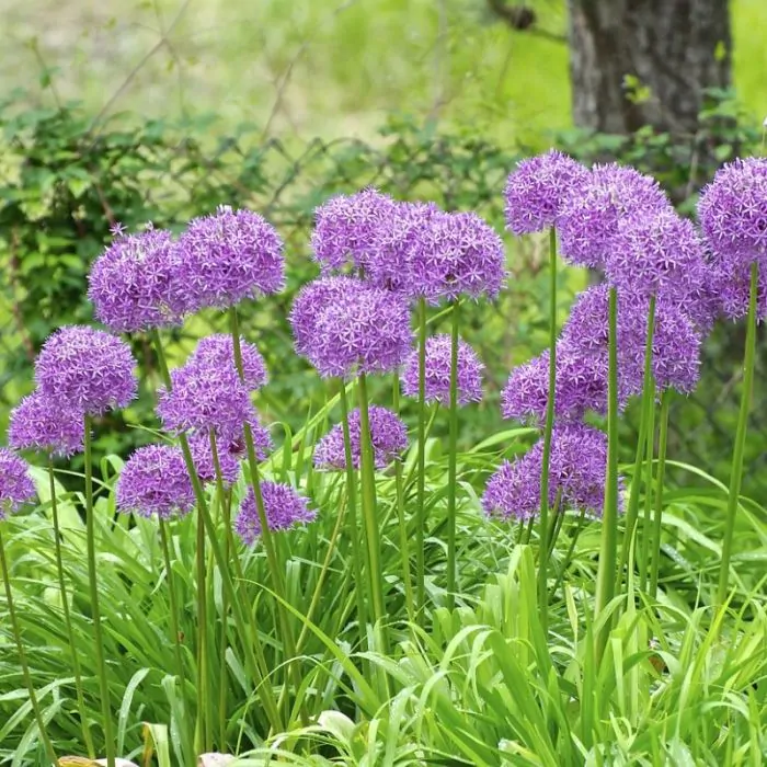 Allium 'Millenium' - Sierui kopen? | Het Groene Paradijs