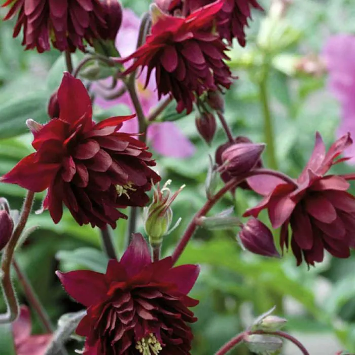 Aquilegia vulgaris 'Ruby Port', Akelei 'Ruby Port' kopen | Het Groene ...
