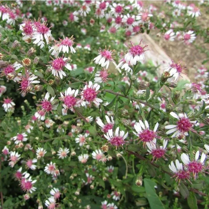aster lateriflorus 'horizontalis