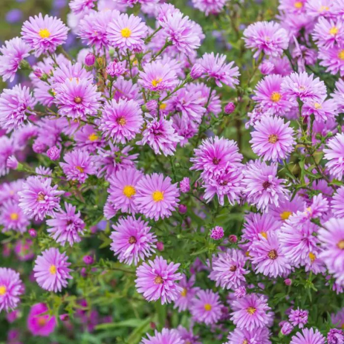 Aster novi-belgii 'Patricia Ballard' - Herfstaster kopen? | Het Groene ...
