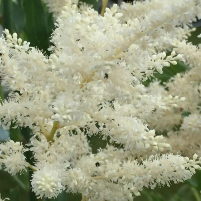 Astilbe Japonica Washington ASTILBE JAPONICA WASHINGTON Fitoagricola