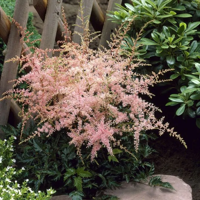 Astilbe simplicifolia 'Sprite' - Pluimspirea kopen? | Het Groene Paradijs