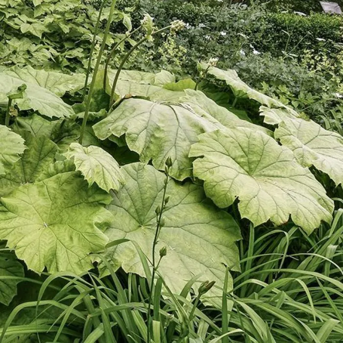 Astilboides tabularis ofwel Tafelblad kopen? | Het Groene Paradijs