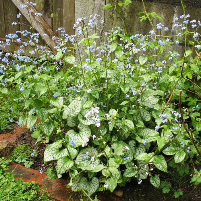 Brunnera macrophylla 'Sea Heart' - Kaukasisch Vergeet-mij-nietje kopen ...
