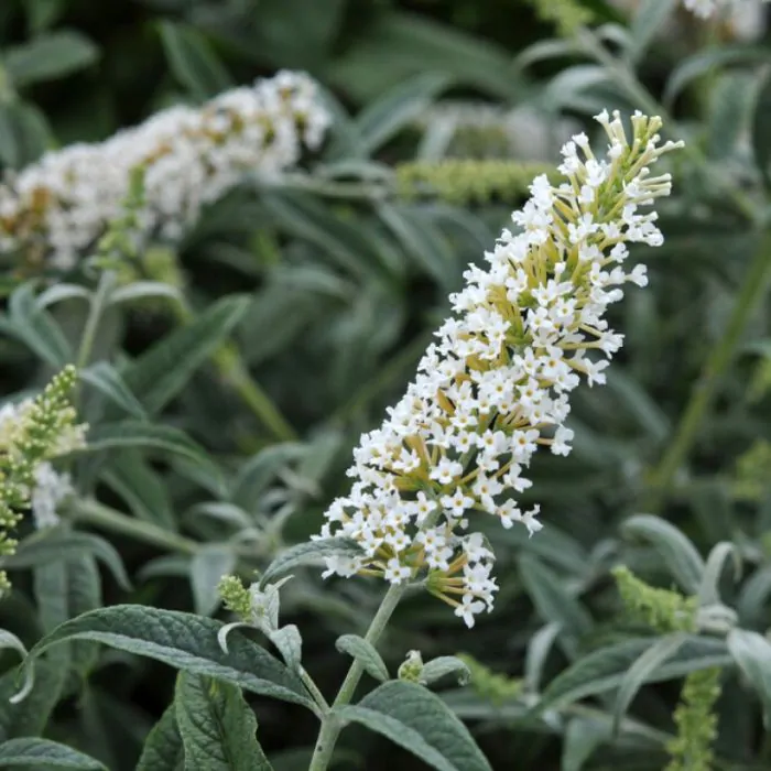 Buddleja 'White Ball' - Vlinderstruik kopen? | Het Groene Paradijs