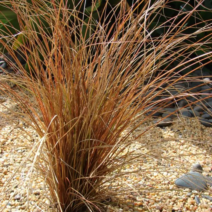 carex bronco
