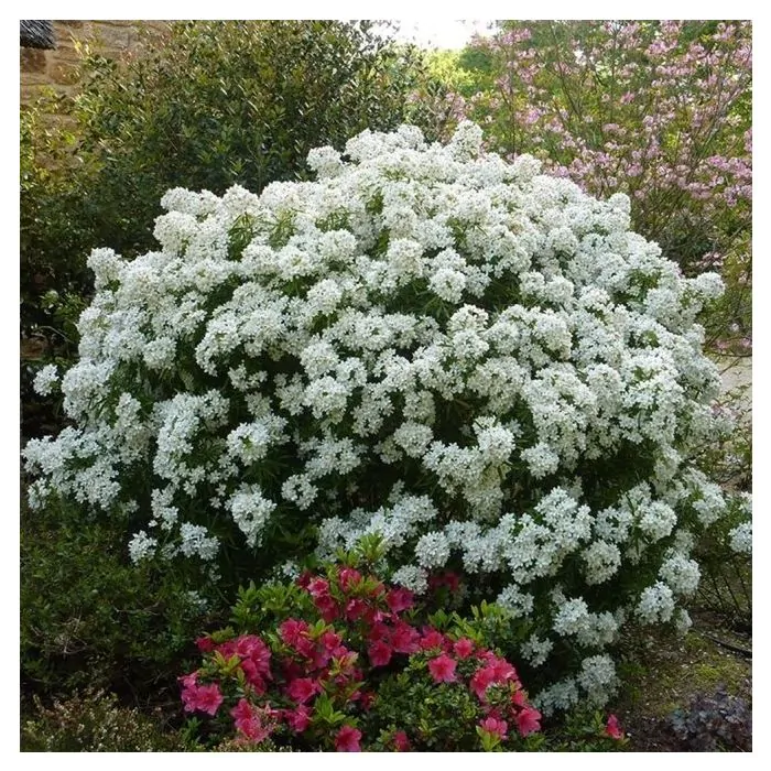 Choisya ternata 'Aztec Pearl' - Mexicaanse Oranjebloesem Aztec Pearl ...