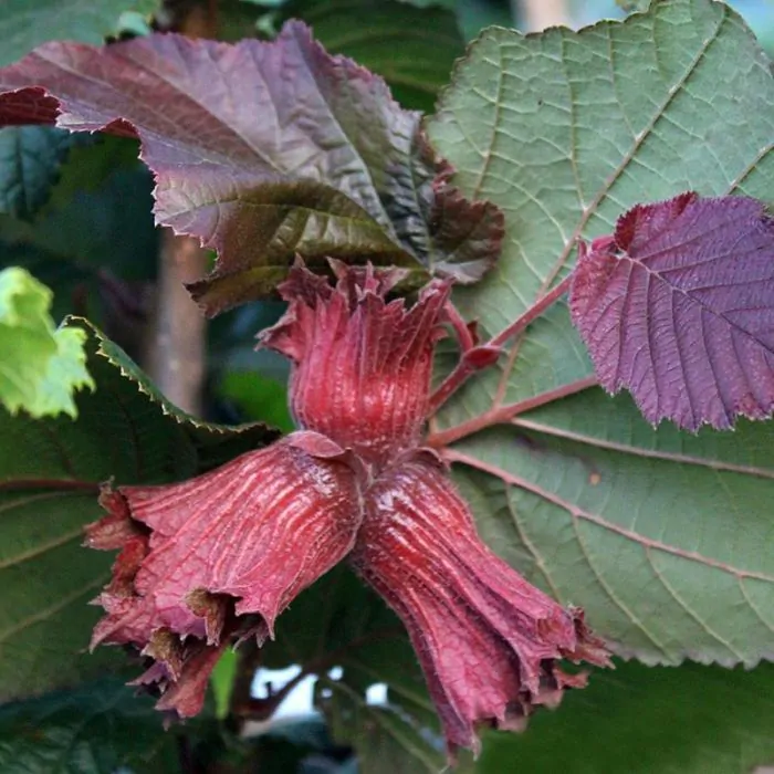 Corylus avellana 'Rode Zellernoot' - Hazelnoot kopen? | Het Groene Paradijs