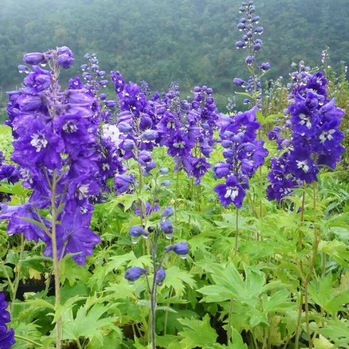 Delphinium (P) 'King Arthur' - Ridderspoor kopen? | Het Groene Paradijs