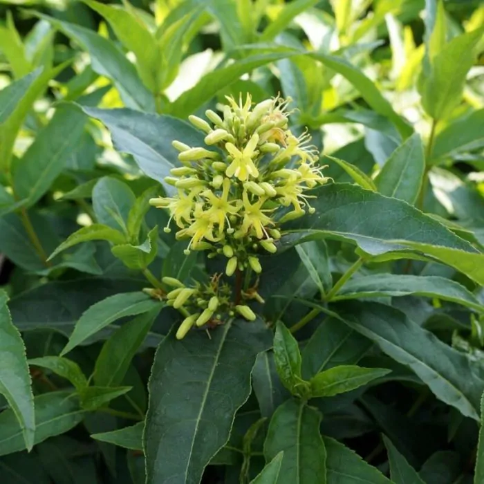 Diervilla sessilifolia 'Butterfly' - Diervilla kopen? | Het Groene Paradijs