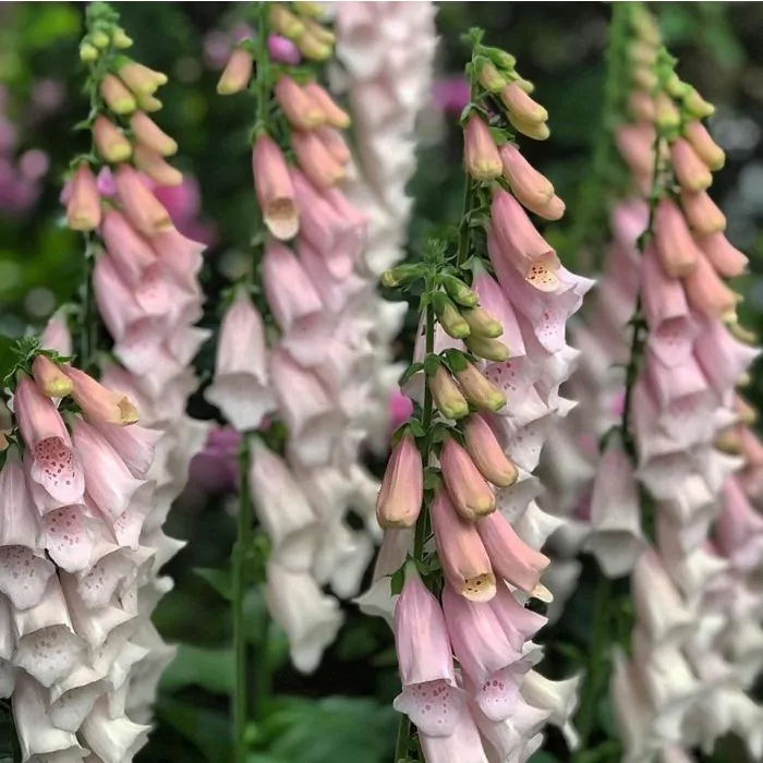 Digitalis purpurea 'Gloxiniiflora' ofwel Vingerhoedskruid kopen? | Het ...