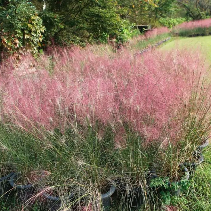 Eragrostis Spectabilis Eragrostis Spectabilis Purple Lovegrass From