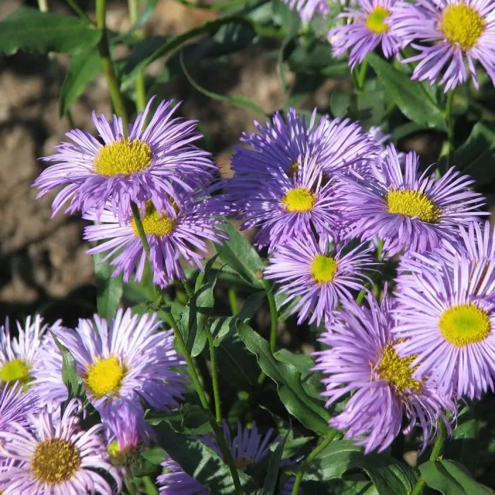 erigeron adria