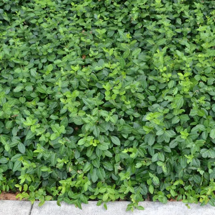 Euonymus fortunei 'Coloratus' - Kardinaalsmuts kopen? | Het Groene Paradijs