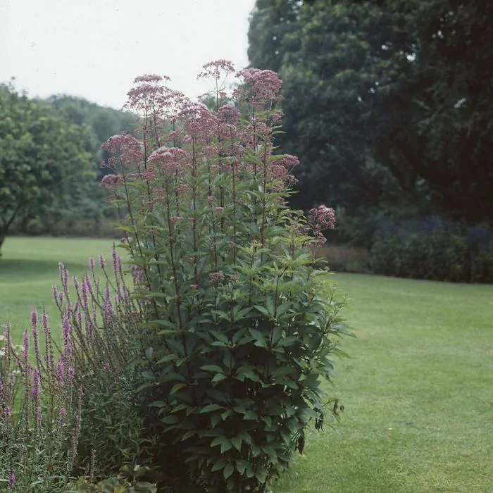 Eupatorium maculatum 'Atropurpureum' - Leverkruid kopen? | Het Groene ...