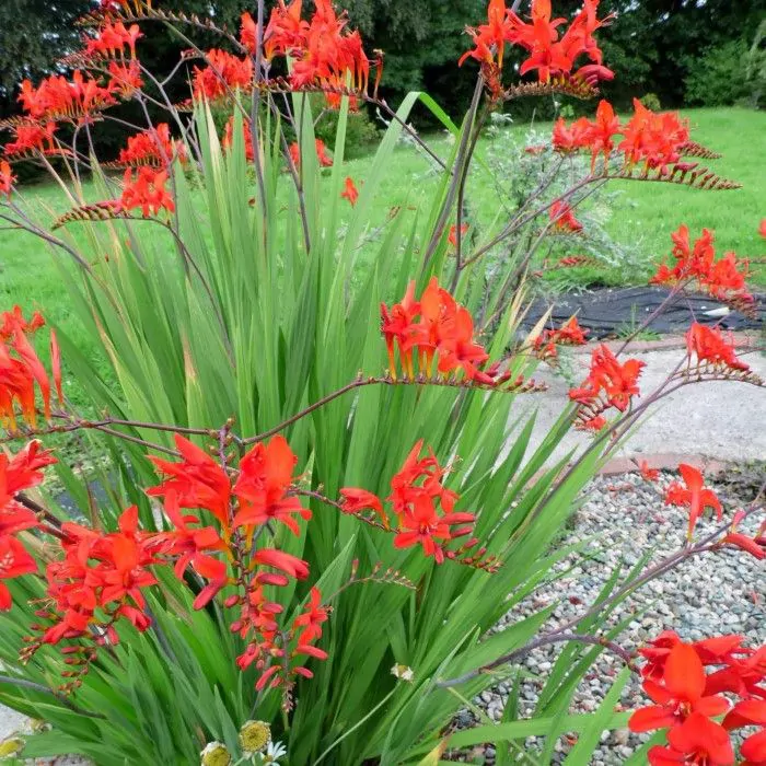 Crocosmia Lucifer - Montbretia kopen? | Het Groene Paradijs