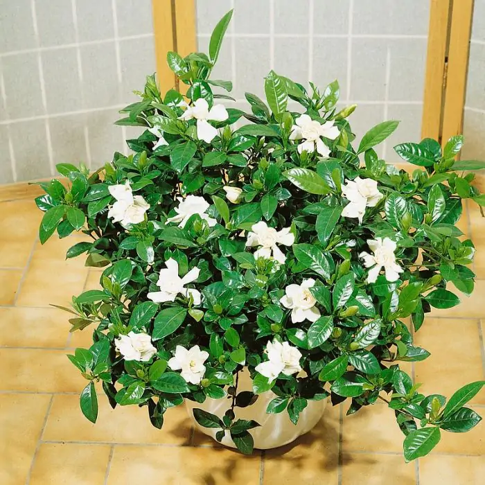 Gardenia Jasminoides Gardenia Jasminoides 'Sweetheart' (resistant Also